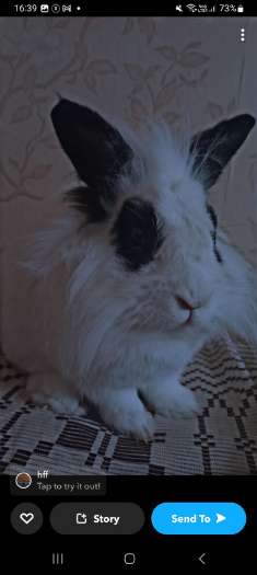 Liūtagalvis Triušis. Kaina galima derėtis - Skelbiu.lt