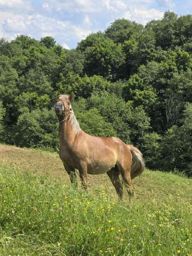 Parduodami du arkliai - Skelbiu.lt
