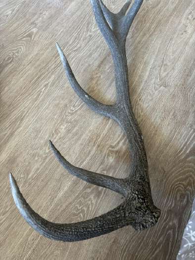 Elnio ragai - Skelbiu.lt