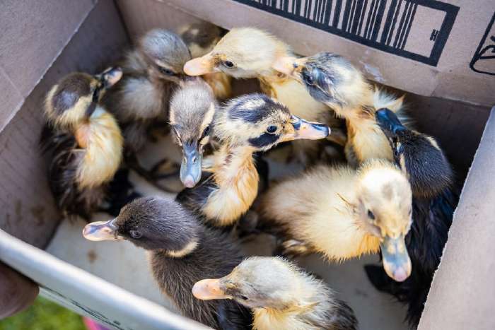 Parduodamos Indijos bėgikės antys (Tik Patinėliai) - Skelbiu.lt