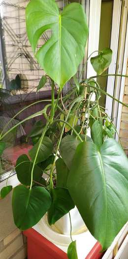 Kambarinė gėlė Monstera - Skelbiu.lt