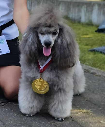 Kilmingi Toy/nykštukiniai Pudeliai - Skelbiu.lt