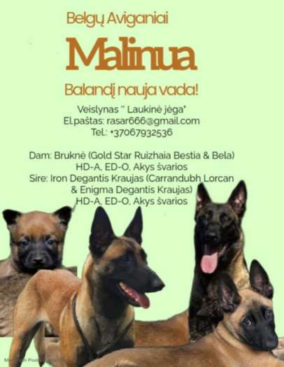 Belgų aviganiai malinua veislynas " Laukinė jėga" - Skelbiu.lt