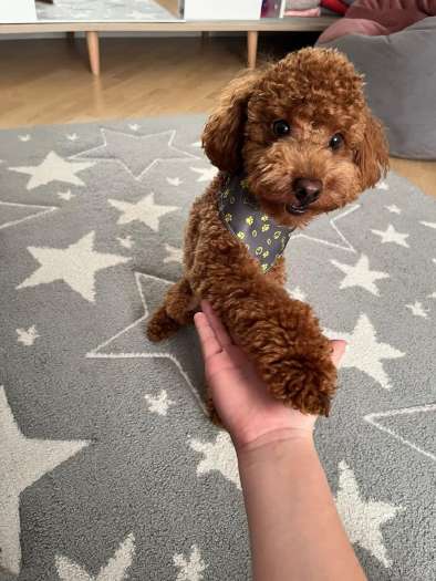 Nykštukinis pudelis pasimatymui. - Skelbiu.lt