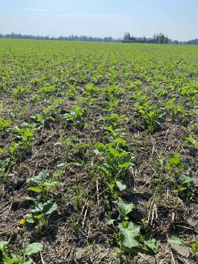 Rapsų sėja su horsch Focus - Skelbiu.lt