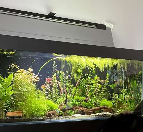 Akvariumas 450l - Skelbiu.lt