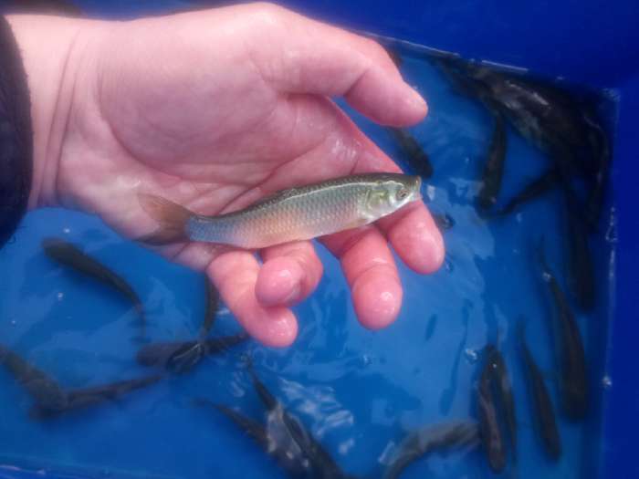 Amūras - Skelbiu.lt