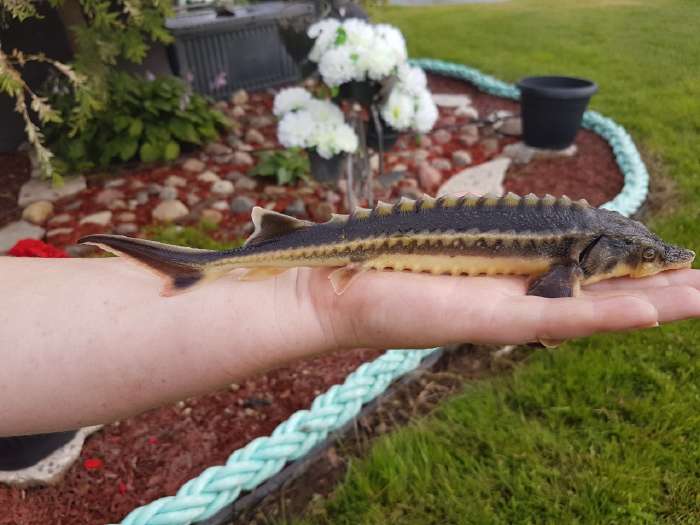 Eršketas - Rusiškas, mailius. Domeikava. - Skelbiu.lt