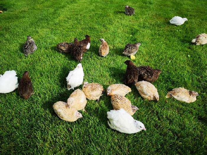 Putpelės, narveliai, putpelių mėsa ir kiaušiniai - Skelbiu.lt