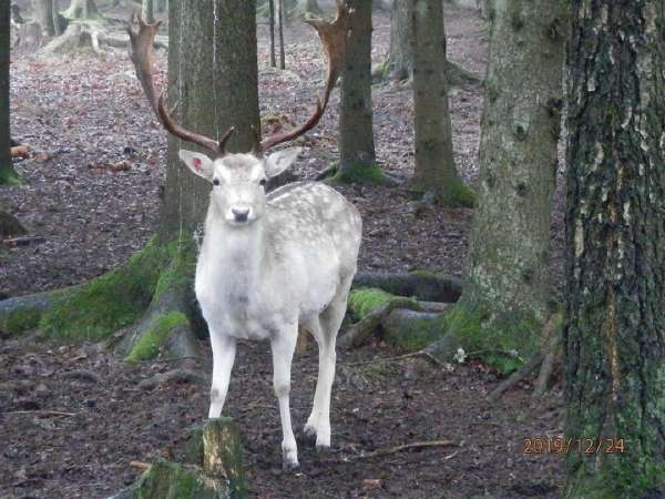 danieliai perliniai skelbimai - Skelbiu.lt