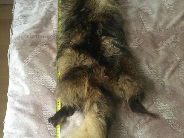 naturalus kailis skelbimai - Skelbiu.lt