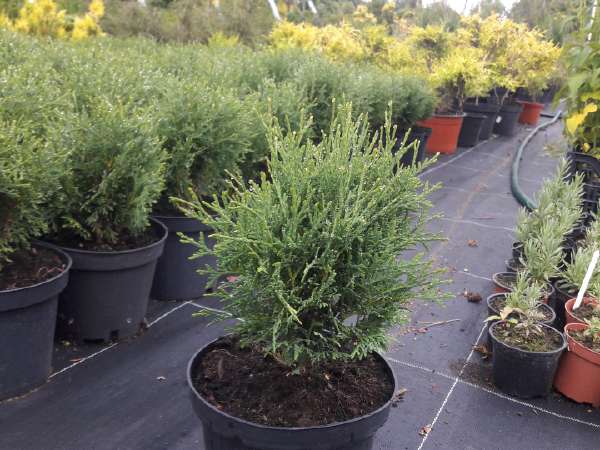 kamuolines tujos skelbimai - Skelbiu.lt