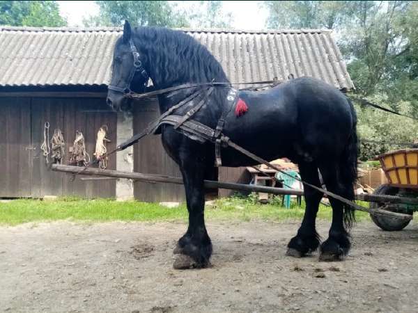 zirgai arkliai skelbimai - Skelbiu.lt