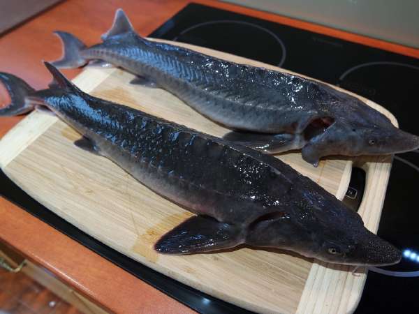 Žuvis, žuvies produktai maistas, gėrimai - Skelbiu.lt