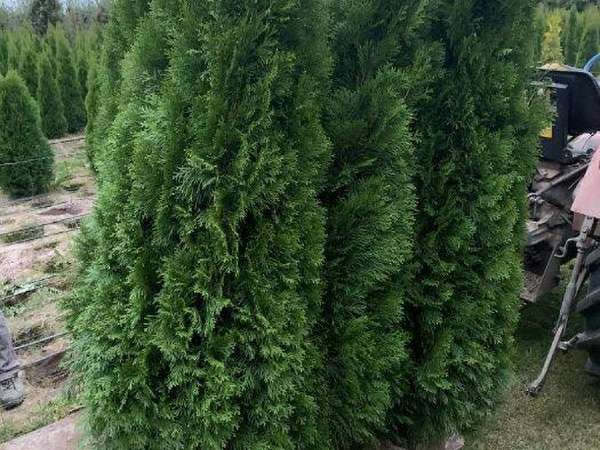 Tujos Smaragd vazonuose - Skelbiu.lt