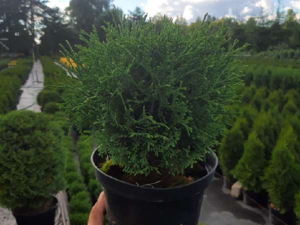 kamuolines tujos skelbimai - Skelbiu.lt