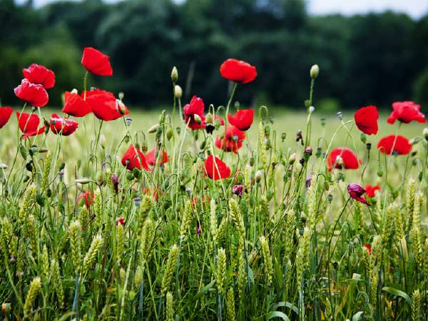 pieva nuoma skelbimai - Skelbiu.lt