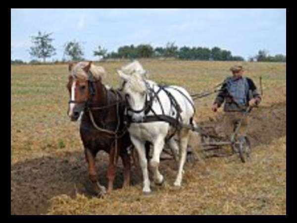 Arkliai, žirgai flora, fauna - Skelbiu.lt