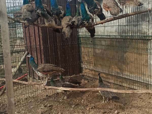 naminiai pauksciai skelbimai - Skelbiu.lt