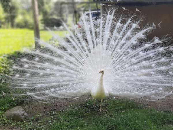 povai skelbimai - Skelbiu.lt