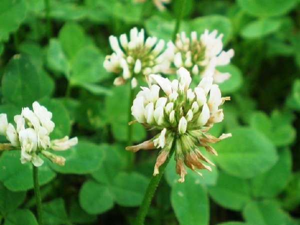 zole seklos skelbimai - Skelbiu.lt