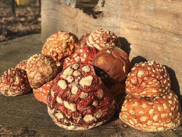 musmires skelbimai - Skelbiu.lt