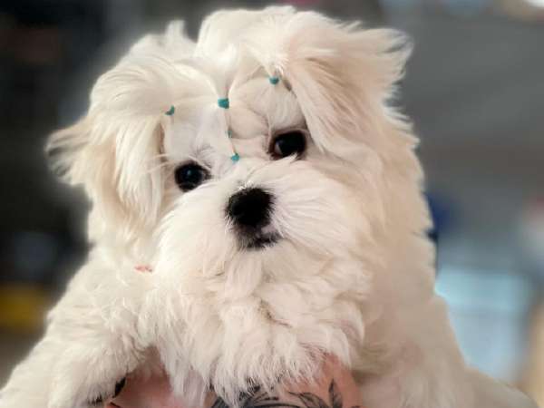 suniukai maltos bisonai skelbimai - Skelbiu.lt