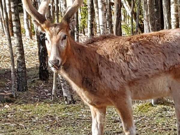 perliniai danieliai skelbimai - Skelbiu.lt