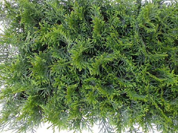 Tujos gyvatvorėms, thuja smaragd - Skelbiu.lt