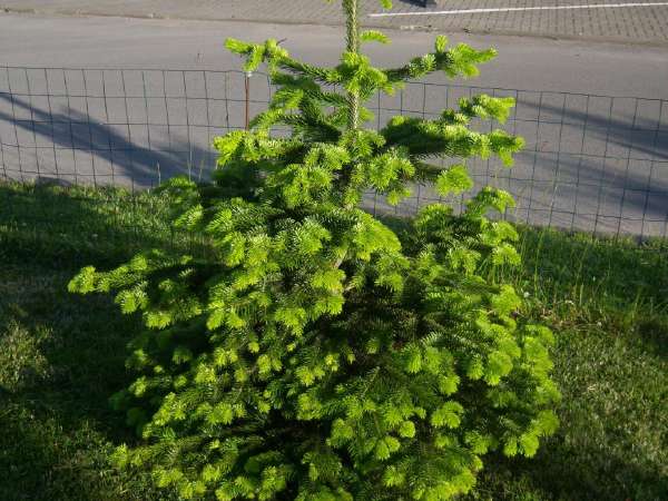 kenis skelbimai - Skelbiu.lt