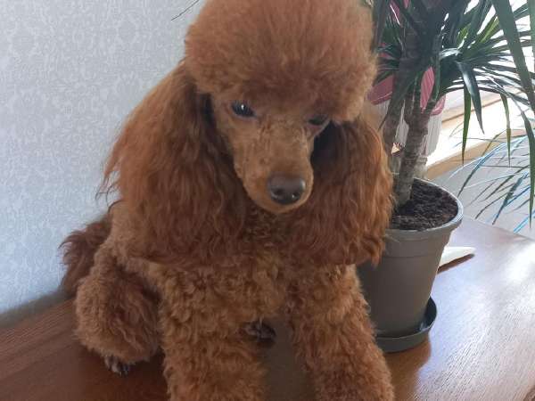 suniukai toy pudeliai skelbimai - Skelbiu.lt