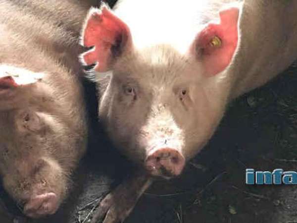 Kiaulės gyvuliai - Skelbiu.lt