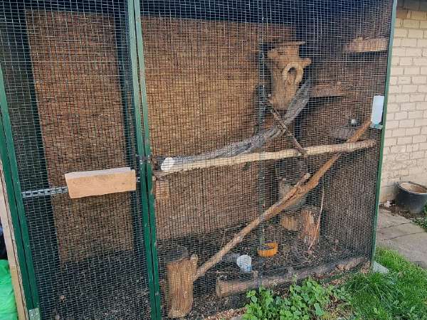 Voverės Patinas - Skelbiu.lt