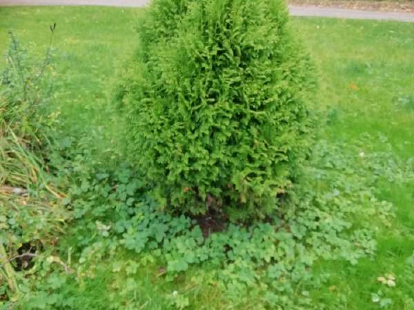 Tujos smaragd multipaletės. 3 metai /15-30cm/ - Skelbiu.lt