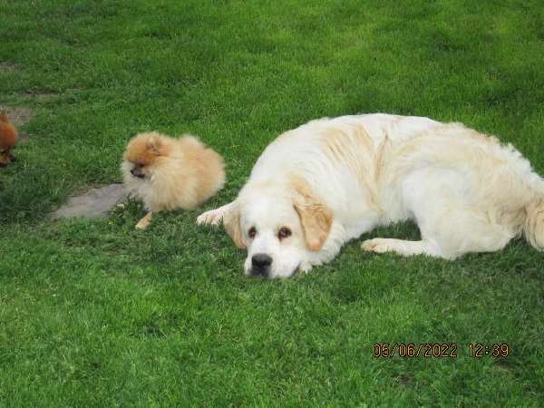 suniukai senbernarai skelbimai - Skelbiu.lt