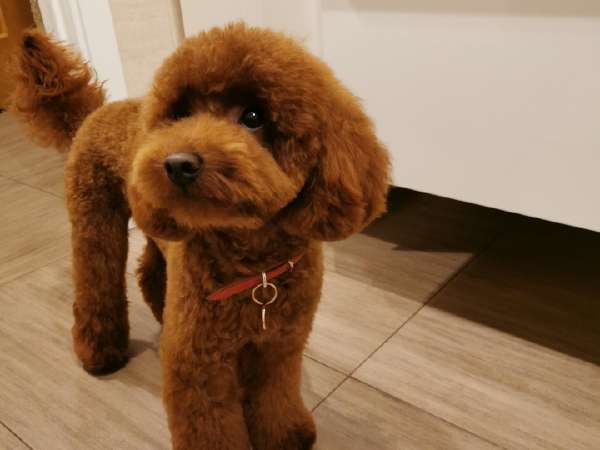 nykstukinis pudeliai skelbimai - Skelbiu.lt