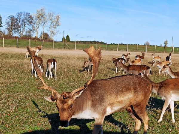 Parduodu Taurieji elniai, danieliai, muflonai - Skelbiu.lt
