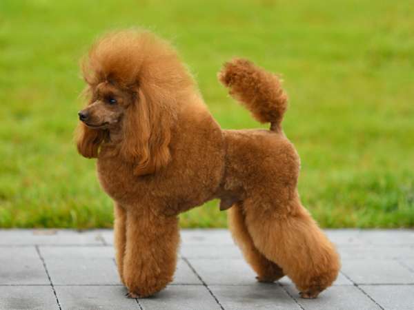 toy pudelis kaunas skelbimai - Skelbiu.lt