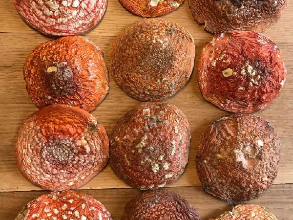 musmires skelbimai - Skelbiu.lt