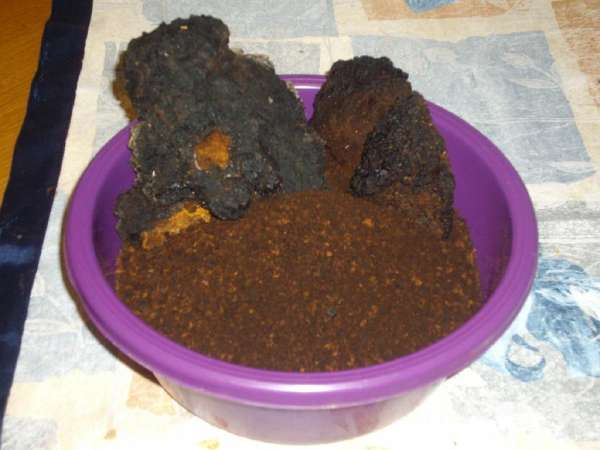 berzo grybas skelbimai - Skelbiu.lt