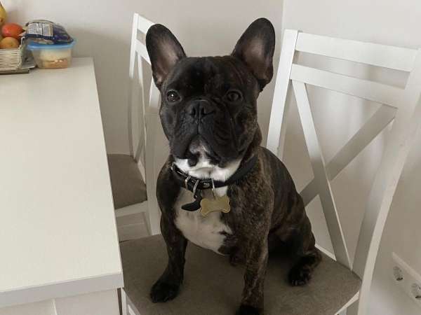 Prancūzų buldogai šunys - Skelbiu.lt