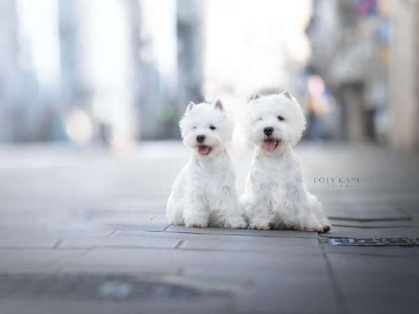 Kilmingi Vakarų Škotijos baltieji terjerai - Skelbiu.lt