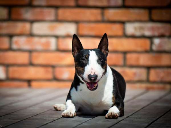 Nykštukinis bulterjeras - Skelbiu.lt