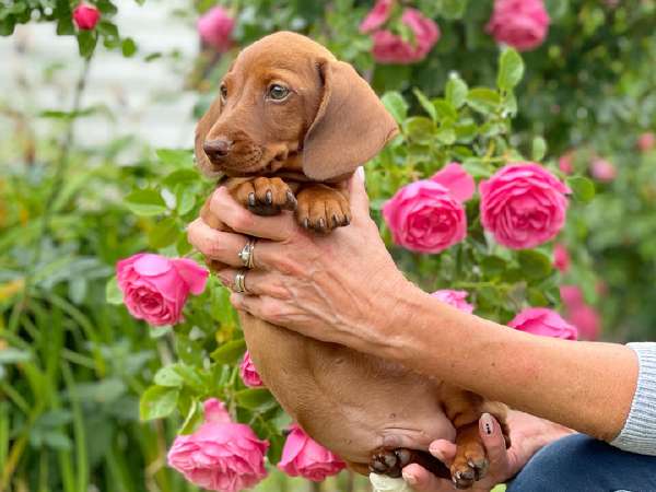 taksai skelbimai - Skelbiu.lt