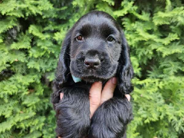 Spanieliai šunys - Skelbiu.lt