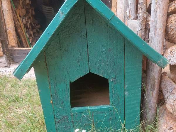 suns buda skelbimai - Skelbiu.lt