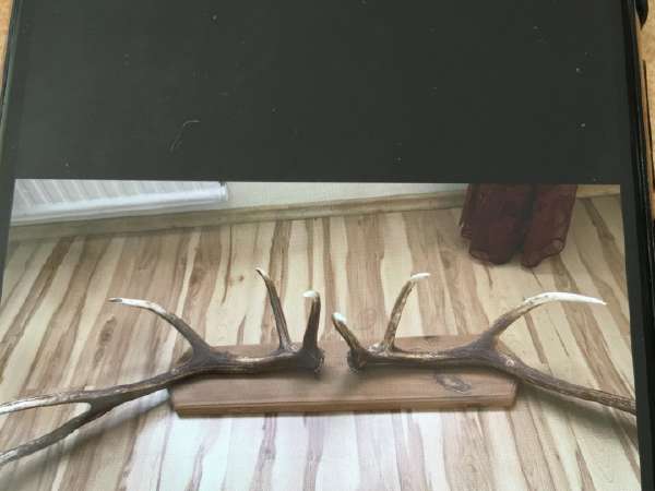 briedzio ragai skelbimai - Skelbiu.lt