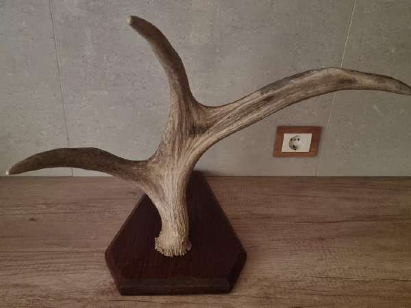 briedzio ragai skelbimai - Skelbiu.lt