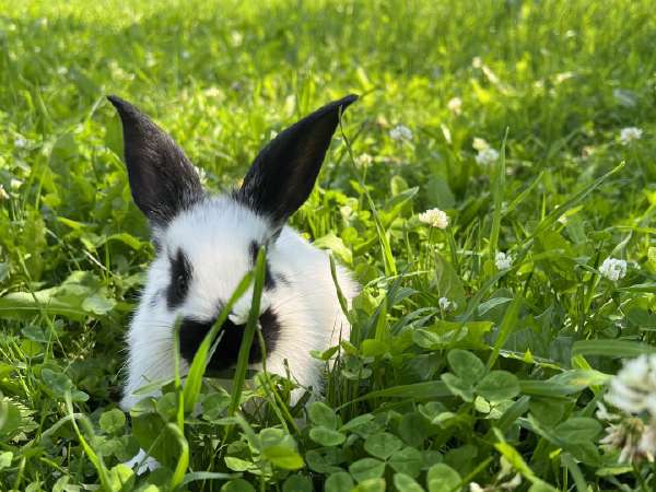 triusiai skelbimai - Skelbiu.lt