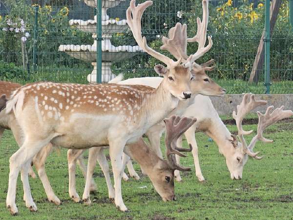 Danieliai - Skelbiu.lt